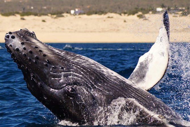 Humpback Whales in Cabo San Lucas - Analyzing the Value