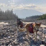 Husky Hike and Forest Adventure - Final Thoughts