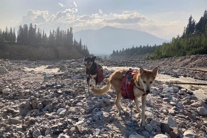 Husky Hike and Forest Adventure - Final Thoughts