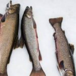 Ice fishing - Group Size and Practical Details