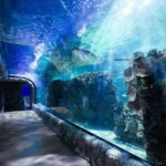 Inbursa Aquarium Entry Ticket with VR Option - What Makes This Tour Worth Considering?