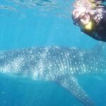 Intimate Eco-Friendly Whale Shark Encounter - Premium Service - The Value for Money