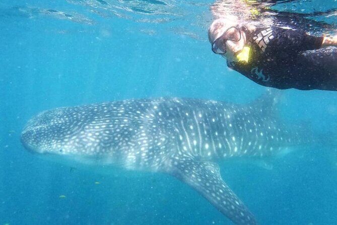 Intimate Eco-Friendly Whale Shark Encounter - Premium Service - The Value for Money