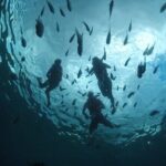 Invisible Boat Snorkeling Tour - The Marine Life and Viewing Experience