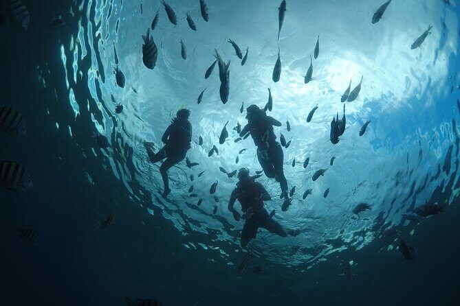 Invisible Boat Snorkeling Tour - The Marine Life and Viewing Experience