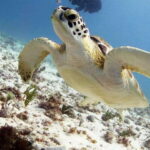 Isla Mujeres: 2-Tank Dive for Certified Divers - The Experience: What Travelers Say