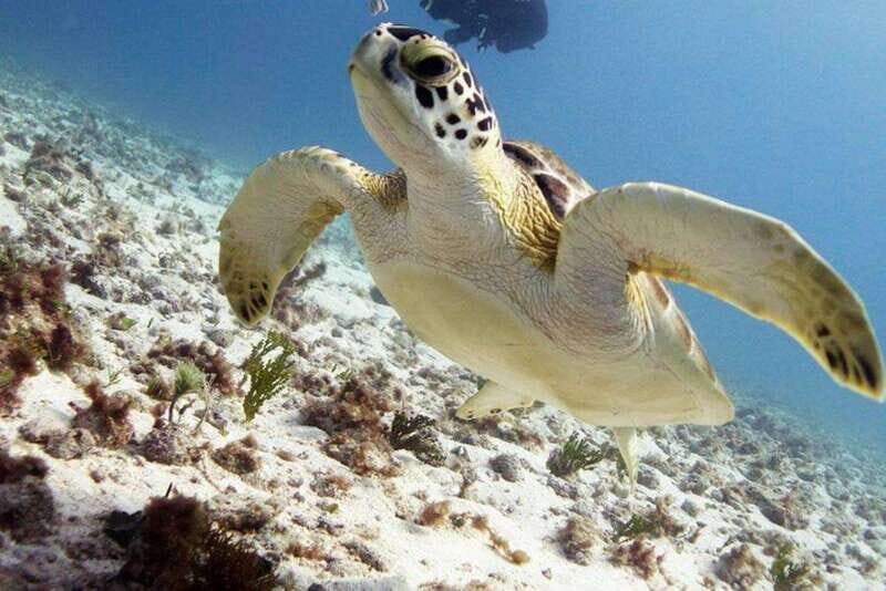 Isla Mujeres: 2-Tank Dive for Certified Divers - The Experience: What Travelers Say