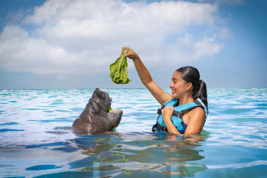 Isla Mujeres: Sea Lion & Manatee Interaction with Buffet - The Practical Aspects and Value