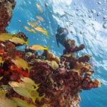 Isla Mujeres: Snorkel Tour at Musa and Manchones Reef - Who should consider this tour?