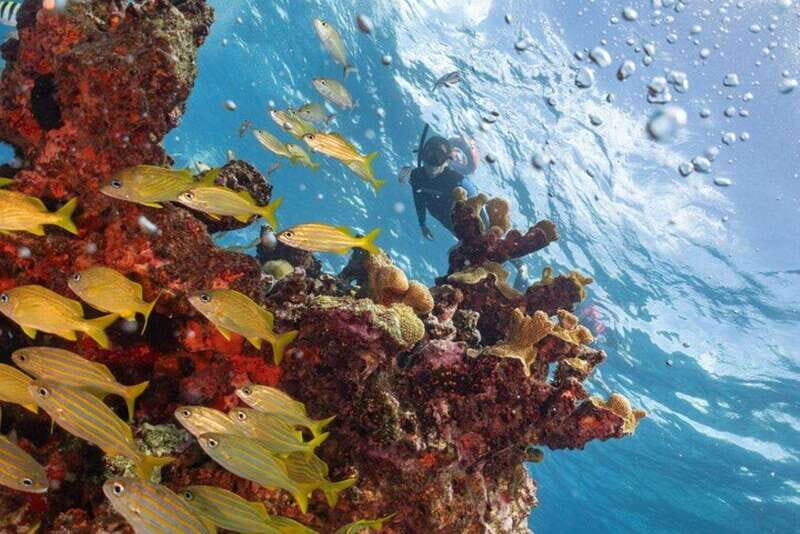 Isla Mujeres: Snorkel Tour at Musa and Manchones Reef - Who should consider this tour?