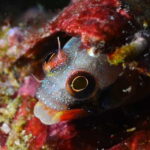 Ixtapa: Nighttime Underwater Exploration at Piedra Solitaria - Why This Tour Is Worth Considering