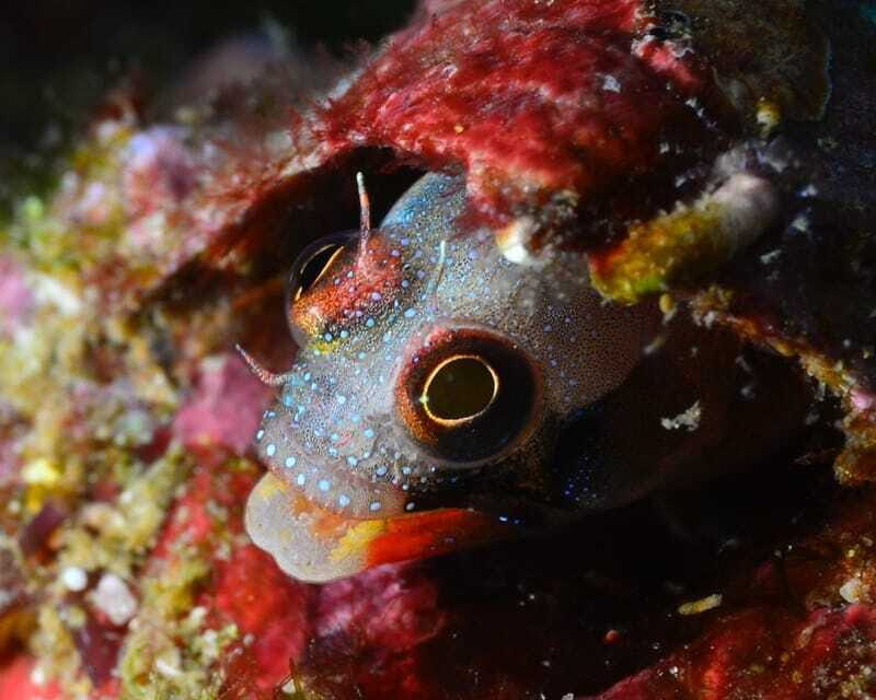 Ixtapa: Nighttime Underwater Exploration at Piedra Solitaria - Why This Tour Is Worth Considering