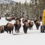 Jackson: 4-Day Grand Teton & Yellowstone Winter Tour - Snowcoach Adventure into Yellowstone