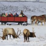 Jackson: Grand Teton and National Elk Refuge Winter Day Trip - Why This Tour Offers Good Value