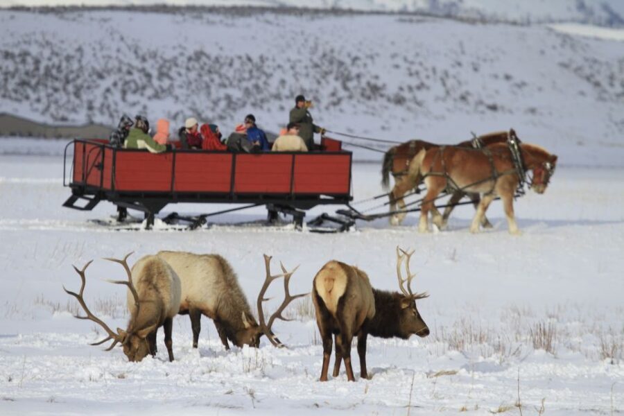 Jackson: Grand Teton and National Elk Refuge Winter Day Trip - Why This Tour Offers Good Value