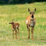 Jackson: Grand Teton National Park Guided Wildlife Tour - Who Will Love This Tour?