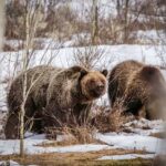 Jackson: Grand Teton Sunrise Safari with Naturalist Guide - What to Expect on the Tour