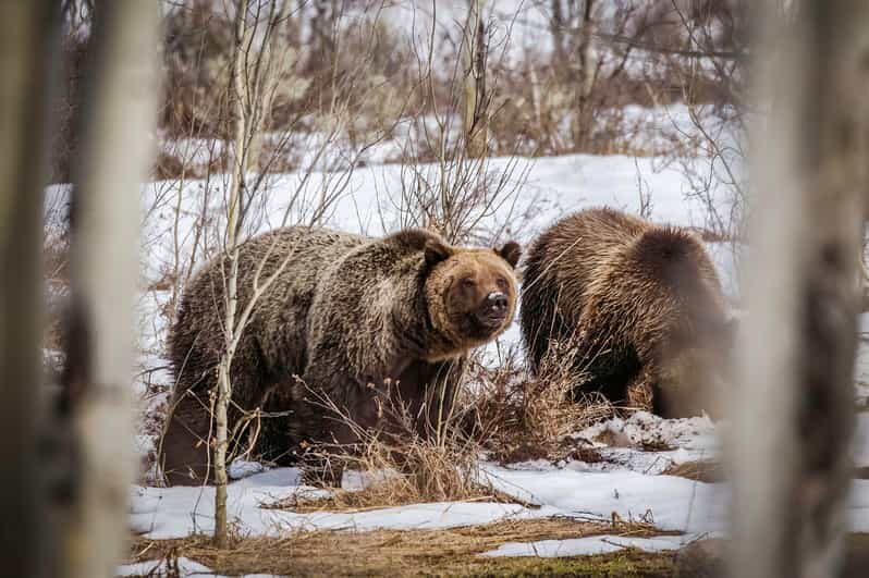 Jackson: Grand Teton Sunrise Safari with Naturalist Guide - What to Expect on the Tour