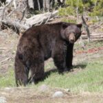 Jackson Hole 2-Day Private Safari: Yellowstone Loops Tour - What Makes This Tour Stand Out?