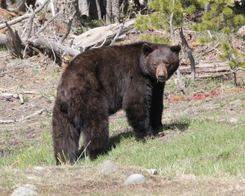 Jackson Hole 2-Day Private Safari: Yellowstone Loops Tour - What Makes This Tour Stand Out?