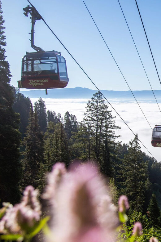 Jackson Hole: Aerial Tram and Gondolas Sightseeing - Practical Details & Value