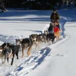 Jackson Hole: Dogsledding Tour with Hot Chocolate - Who Should Consider This Tour?