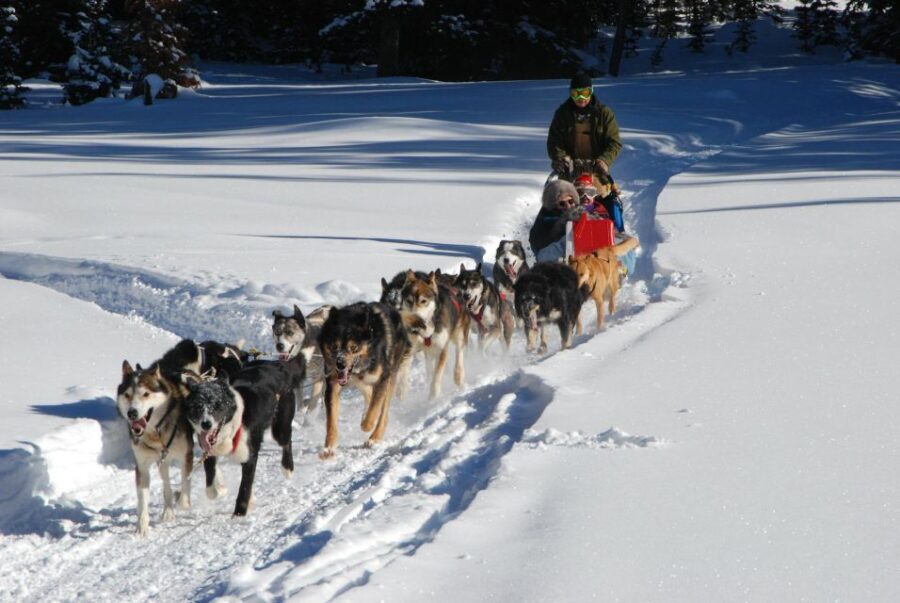 Jackson Hole: Dogsledding Tour with Hot Chocolate - Who Should Consider This Tour?