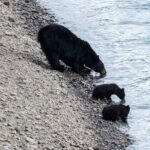 Jasper Evening Wildlife Tour - Final Thoughts: Is This Tour Right for You?