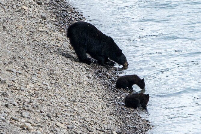 Jasper Evening Wildlife Tour - Final Thoughts: Is This Tour Right for You?