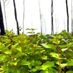 Jasper: Guided Wildfire Hike with Lunch - Who’s This Tour Best For?