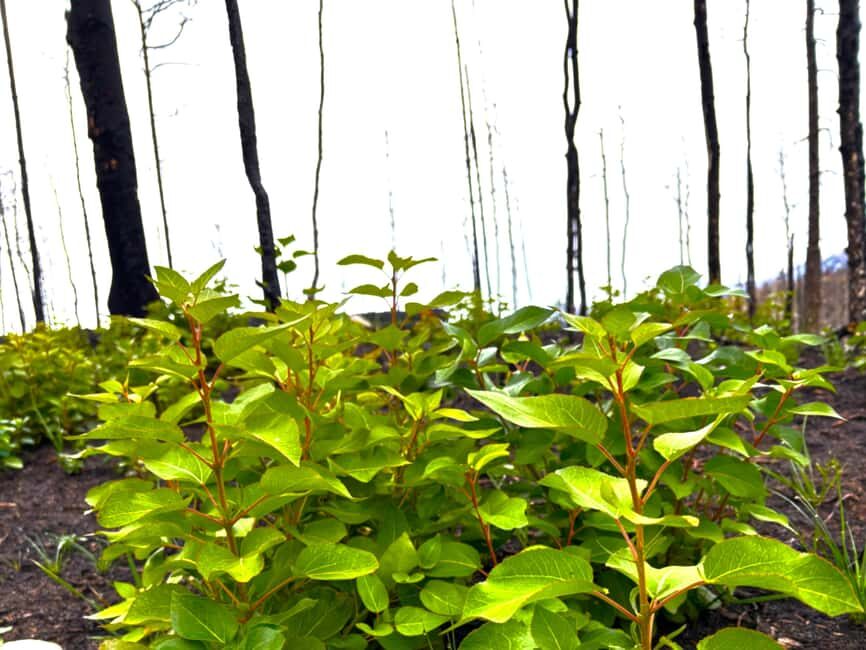 Jasper: Guided Wildfire Hike with Lunch - Who’s This Tour Best For?