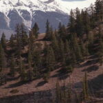 Jasper: Jasper National Park Easy 2-Hour Rafting Trip - The itinerary: what to expect