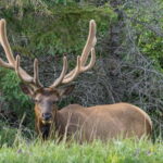 Jasper National Park: Evening or Morning Wildlife Watch Tour - Who Will Love This Tour?