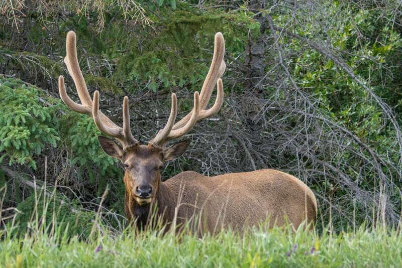 Jasper National Park: Evening or Morning Wildlife Watch Tour - Who Will Love This Tour?