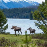 Jasper: Wildlife and Waterfalls Tour with Lakeshore Hike - Transportation and Group Size