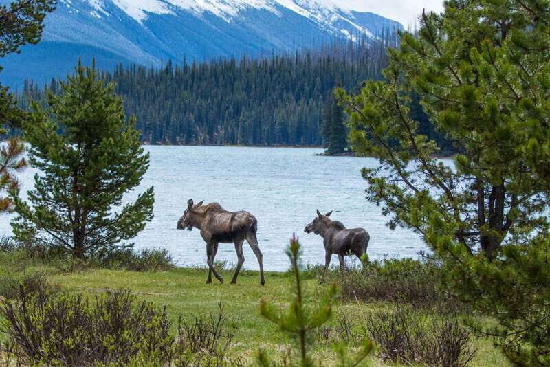 Jasper: Wildlife and Waterfalls Tour with Lakeshore Hike - Transportation and Group Size