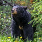 Jasper: Wildlife and Waterfalls Tour with Maligne Cruise - Who Should Consider This Tour?
