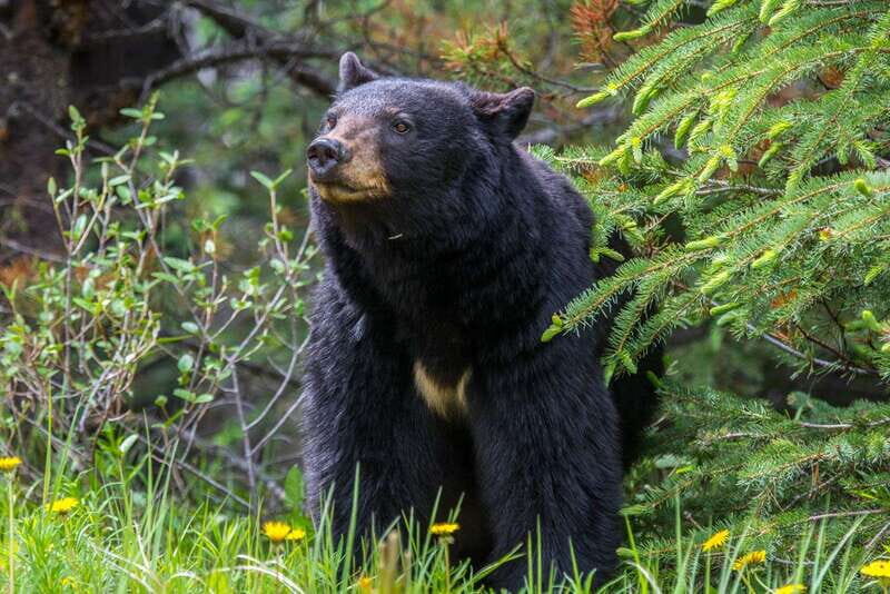 Jasper: Wildlife and Waterfalls Tour with Maligne Cruise - Who Should Consider This Tour?