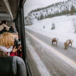 Jasper: Winter Wildlife Bus Tour in Jasper National Park - Who Will Love This Tour?