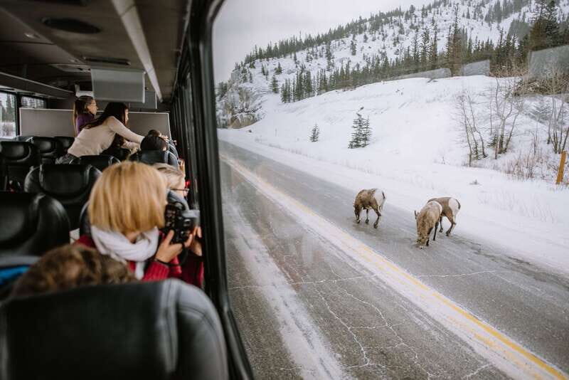 Jasper: Winter Wildlife Bus Tour in Jasper National Park - Who Will Love This Tour?