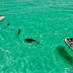 Jet Ski Dolphin Tour from Gilligans Watersports - The Sum Up