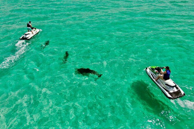 Jet Ski Dolphin Tour from Gilligans Watersports - The Sum Up