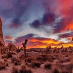 Joshua Tree National Park Day Tour from Los Angeles - Visiting the Richard Nixon Presidential Library and Museum