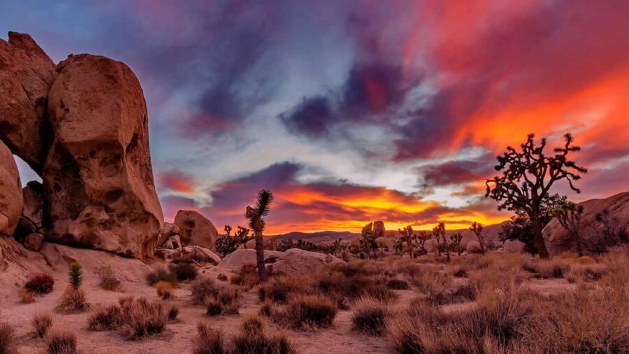 Joshua Tree National Park Day Tour from Los Angeles - Visiting the Richard Nixon Presidential Library and Museum