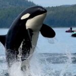 Juneau Jetski & Whale Adventure - Who Will Love This Tour?