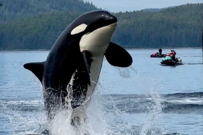 Juneau Jetski & Whale Adventure - Who Will Love This Tour?