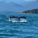 Juneau: Mendenhall Glacier and Whale Watching Tour - Who Will Love This Experience?