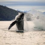 Juneau: Mendenhall Glacier Waterfall & Whale Watching Tour - What Sets This Tour Apart: Value and Authenticity