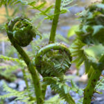 Juneau: Rainforest Photo Safari on a Segway - What the Reviews Say: Authentic Insights
