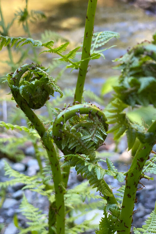 Juneau: Rainforest Photo Safari on a Segway - What the Reviews Say: Authentic Insights